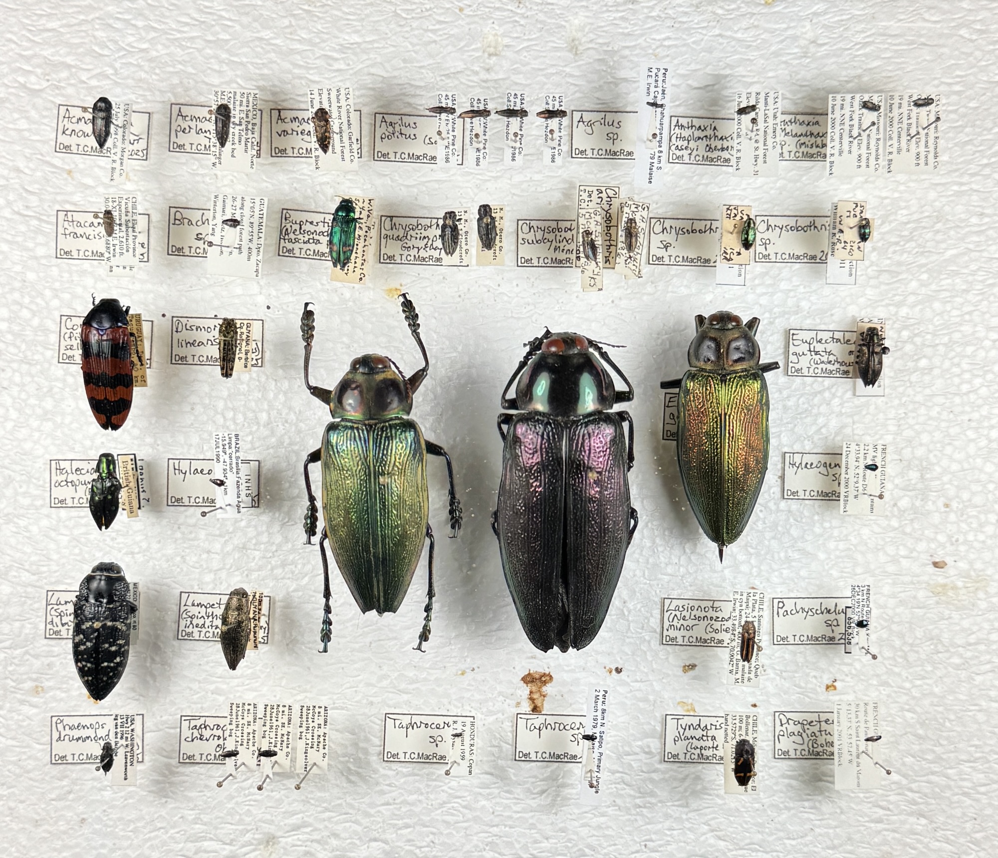 Sometimes the best collecting… | Beetles In The Bush