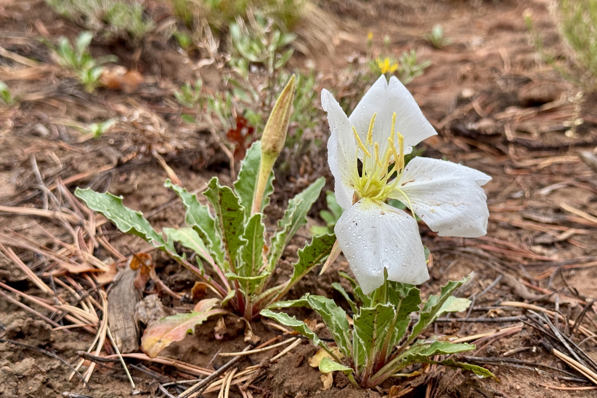 Beetles In The Bush | Experiences and reflections of a Missouri ...