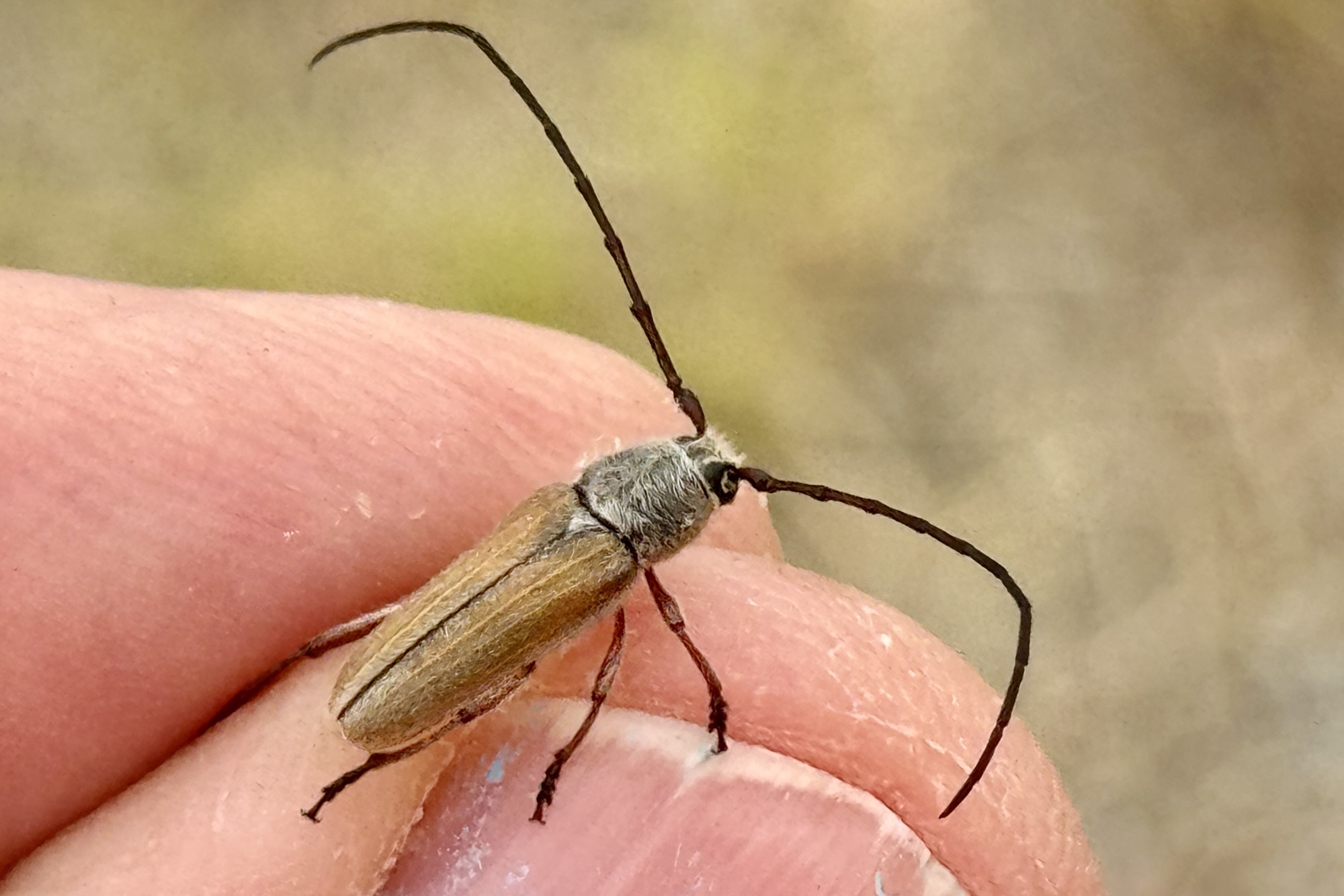 Beetles In The Bush | Experiences and reflections of a Missouri ...