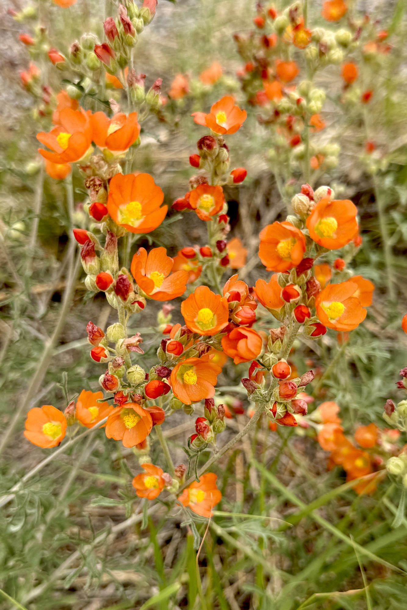 Beetles In The Bush | Experiences and reflections of a Missouri ...