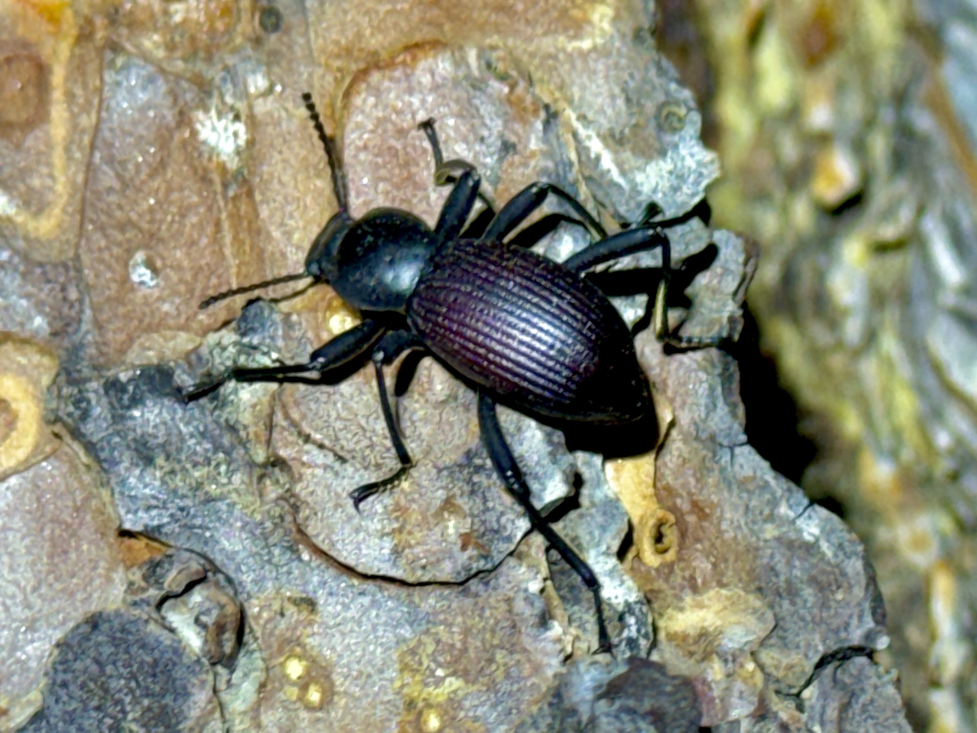 Beetles In The Bush | Experiences and reflections of a Missouri ...