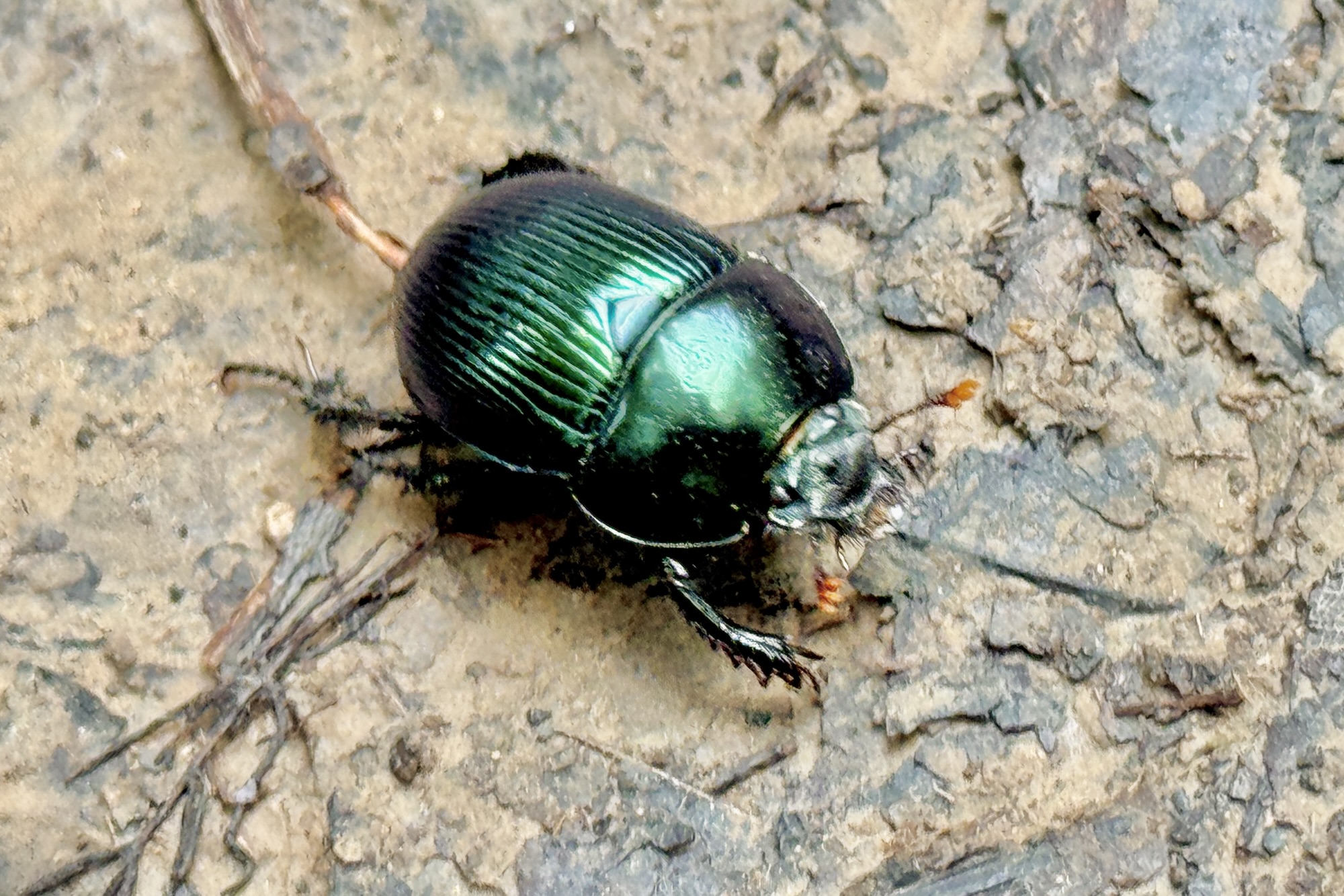 Beetles In The Bush | Experiences and reflections of a Missouri ...